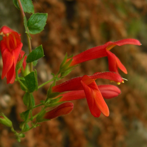 Heartleaf Keckiella (Keckiella Cordifolia) Plant Care & How to Grow, Water