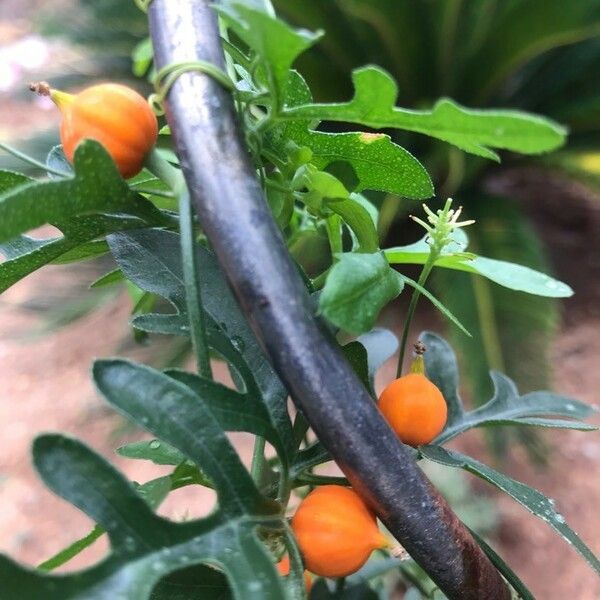 Baboons Cucumber (Kedrostis Africana) Care Guide: Water, Soil ...
