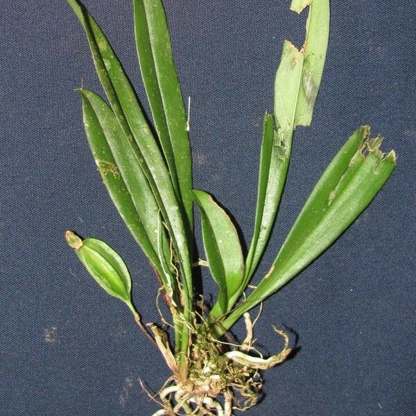 Kefersteinia Lactea Plant Care & How to Grow, Water