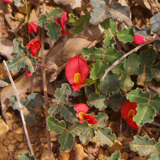 Running Postman (Kennedia Prostrata) Plant Care & How to Grow, Water