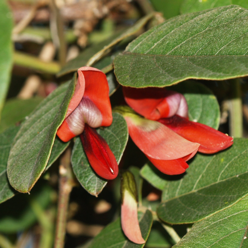 Red Kennedy-Pea (Kennedia Rubicunda) Plant Care & How to Grow, Water