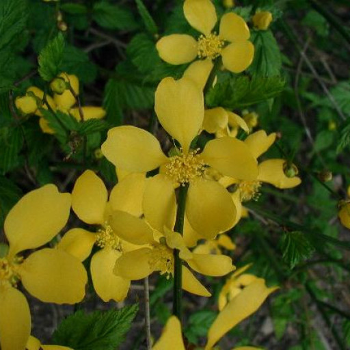 Japan Kerria (Kerria Japonica) Plant Care & How to Grow, Water