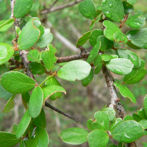 Madagascar-Mahogany (Khaya Madagascariensis) Care Guide: Water, Soil ...