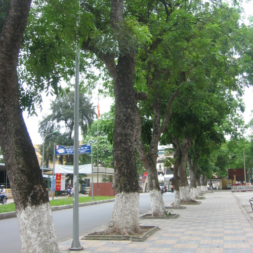 African Mahogany (Khaya Senegalensis) Plant Care & How to Grow, Water