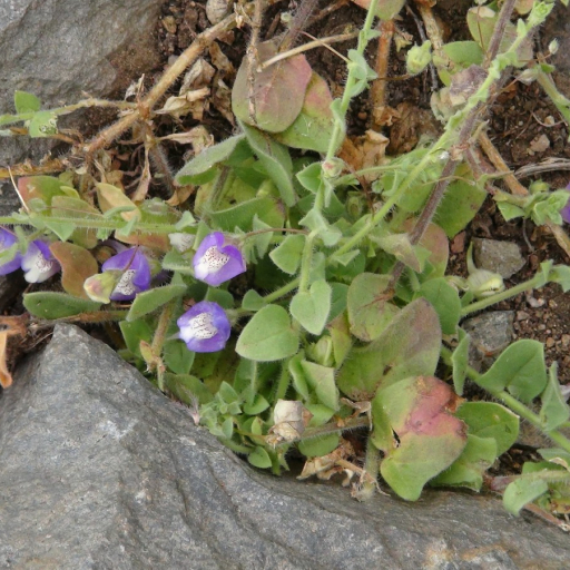 Mediterranean Fluellen (Kickxia Commutata) Care Guide: Water, Soil ...