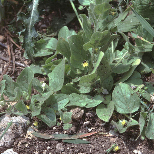 Hairy Toadflax (Kickxia Spuria) Plant Care & How to Grow, Water