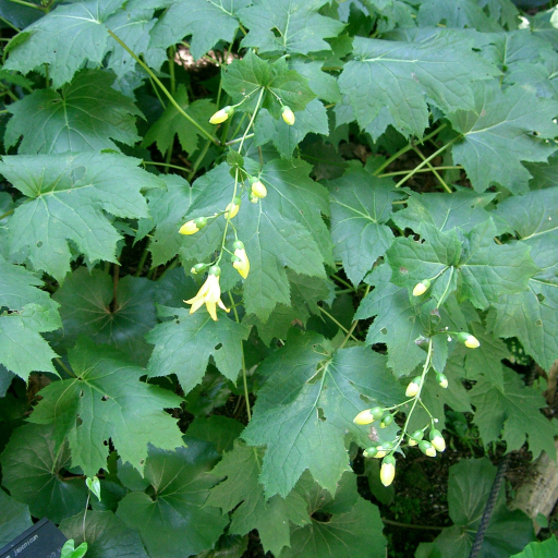 Yellow Wax Bells (Kirengeshoma Palmata) Plant Care & How to Grow, Water