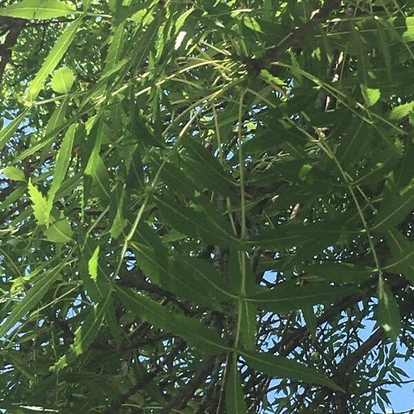 White Seringa (Kirkia Acuminata) Plant Care & How to Grow, Water