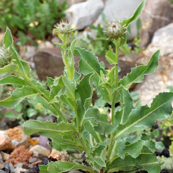 Klasea Baetica Care Guide: Water, Soil & Propagation - Plantiary