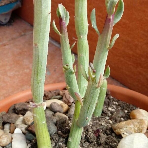 Swizzle Sticks (Kleinia Anteuphorbium) Care Guide: Water, Soil ...