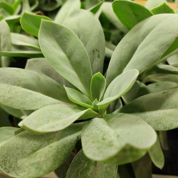 Deadly Nightshade (Atropa Belladonna) Plant Care & How to Grow, Water