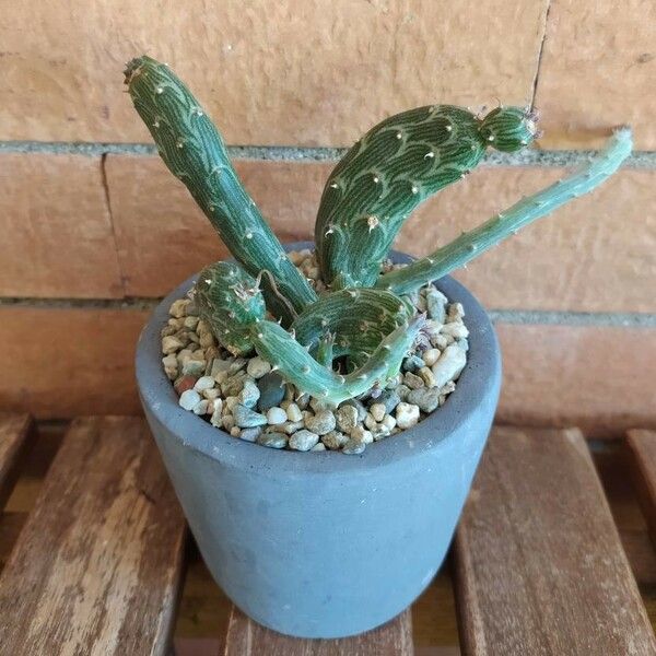 Inchworm (Kleinia Pendula) Plant Care & How to Grow, Water