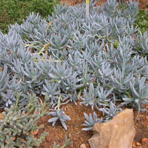 Kleinia Repens Plant Care & How to Grow, Water