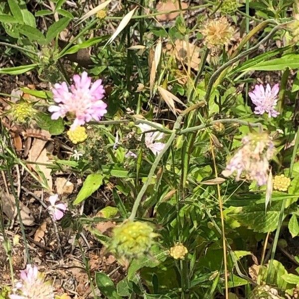 Whole-Leaved Scabious (Knautia Integrifolia) Plant Care & How to Grow ...