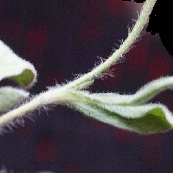 Knautia Palaestina Plant Care & How to Grow, Water