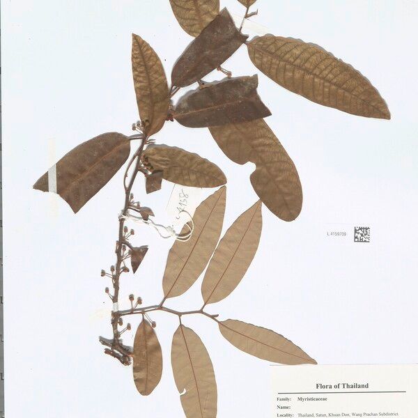 Knema Malayana Care Guide: Water, Soil & Propagation - Plantiary