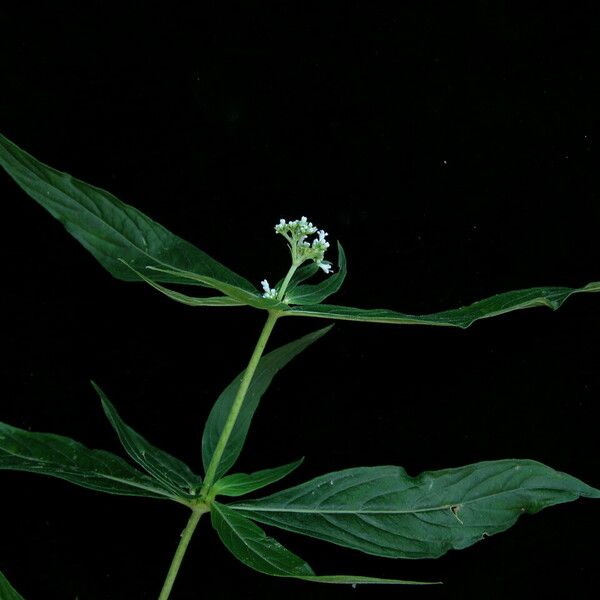 Sumatra Knoxia (Knoxia Sumatrensis) Plant Care & How to Grow, Water