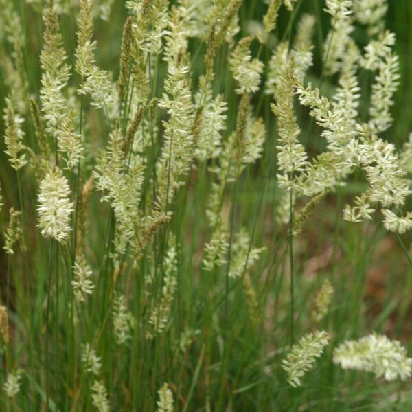 Koeleria Nitidula Plant Care & How to Grow, Water