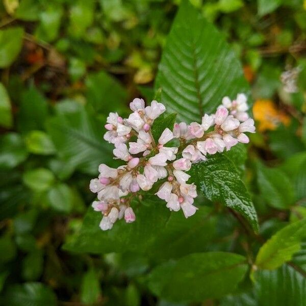 Lesser Knotweed (Koenigia Campanulata) Plant Care & How to Grow, Water