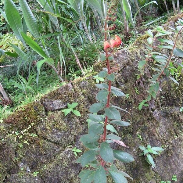 Kohleria Allenii Care Guide: Water, Soil & Propagation - Plantiary