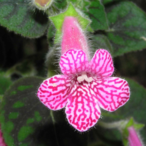 Tree Gloxinia (Kohleria Amabilis) Plant Care & How to Grow, Water