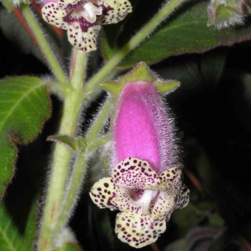 Kohleria Warszewiczii Plant Care & How to Grow, Water