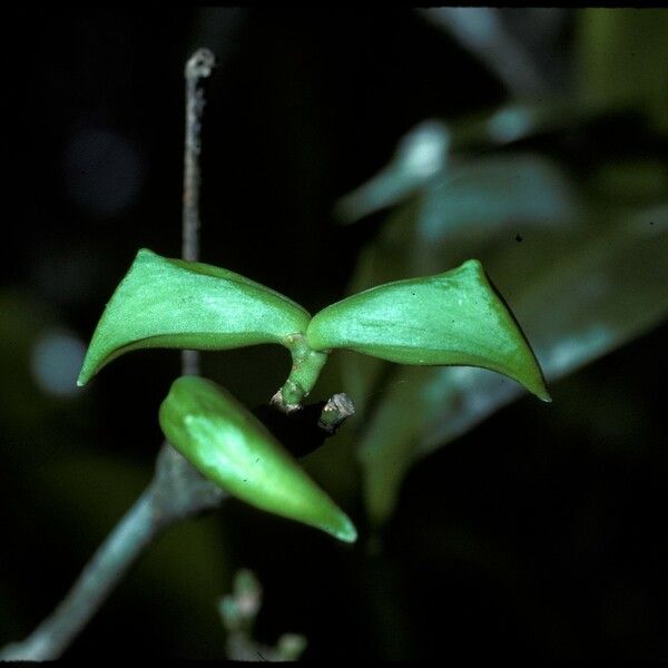 Yellow Kopsia (Kopsia Flavida) Plant Care & How to Grow, Water