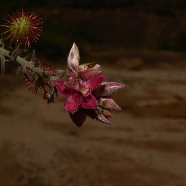 Savanilla Rhatany (Krameria Ixine) Plant Care & How to Grow, Water