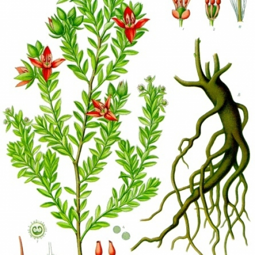 Peruvian Rhatany (Krameria Lappacea) Plant Care & How to Grow, Water