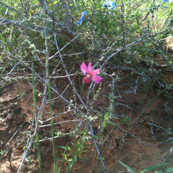 Manystem Ratany (Krameria Ramosissima) Plant Care & How to Grow, Water