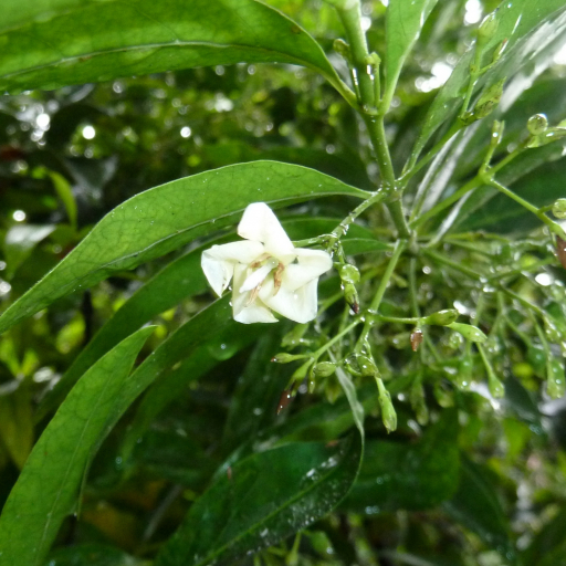 Broom Forkmoss (Dicranum Scoparium) Plant Care & How to Grow, Water