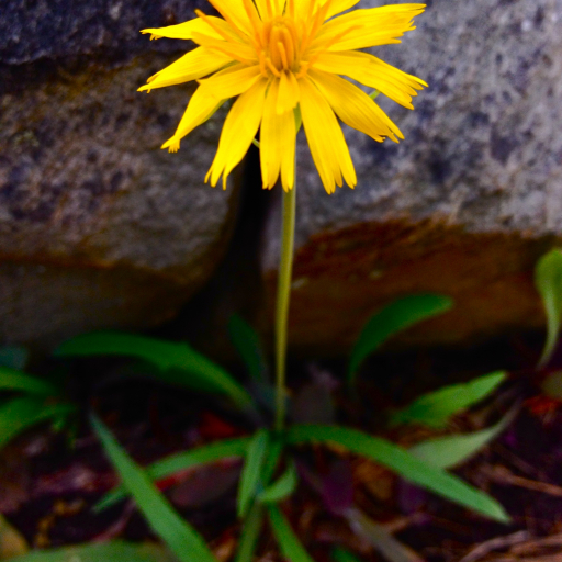 Potato Dwarf Dandelion (Krigia Dandelion) Plant Care & How to Grow, Water