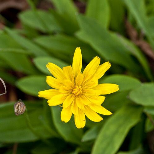 Mountain Dwarf-Dandelion (Krigia Montana) Plant Care & How to Grow, Water