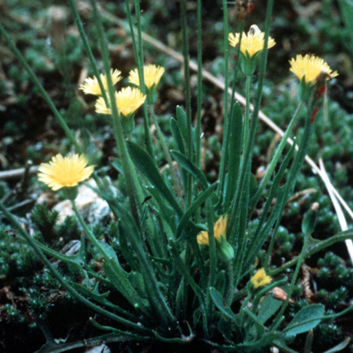 Virginia Dwarf-Dandelion (Krigia Virginica) Plant Care & How to Grow, Water