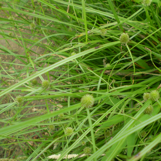 Kyllinga Brevifolia Plant Care & How to Grow, Water