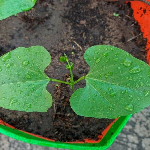 Lablab Prostrata Plant Care & How to Grow, Water