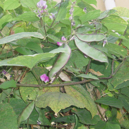 Common Duckweed (Lemna Minor) Plant Care & How to Grow, Water