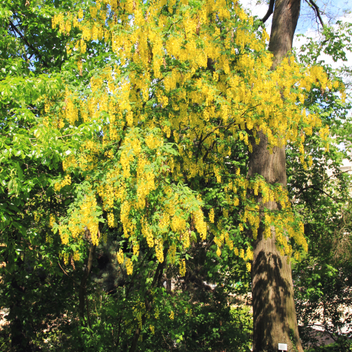 Scottish Laburnum (Laburnum Alpinum) Plant Care & How to Grow, Water