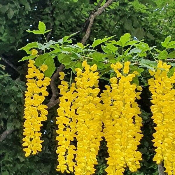 Hybrid Laburnum (Laburnum X Watereri) Plant Care & How to Grow, Water