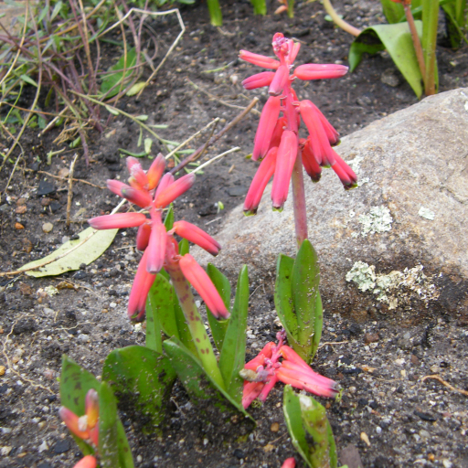Red Viooltjie (Lachenalia Bulbifera) Plant Care & How to Grow, Water