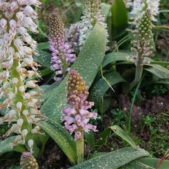 Lachenalia Stayneri Plant Care & How to Grow, Water