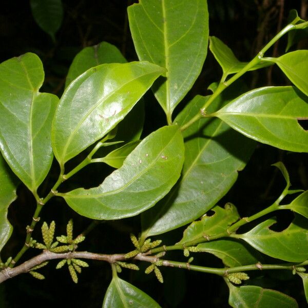 Lacistema Aggregatum Plant Care & How to Grow, Water