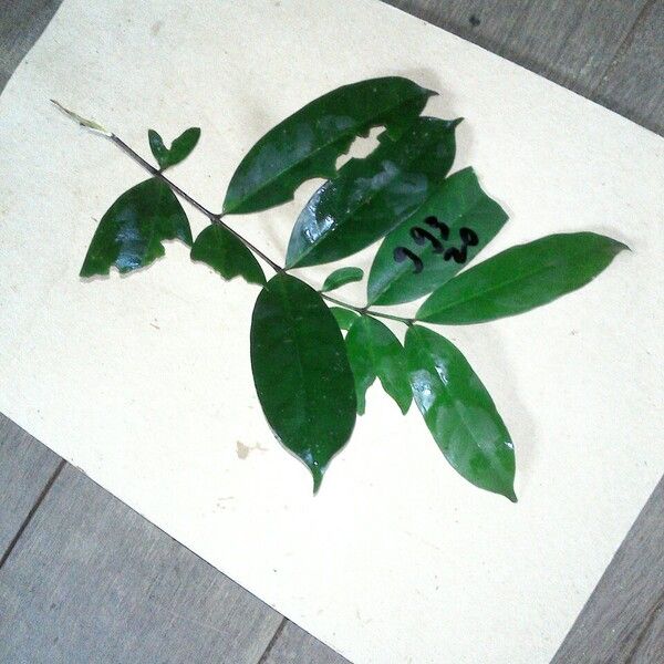 Cumahy (Lacmellea Aculeata) Plant Care & How to Grow, Water