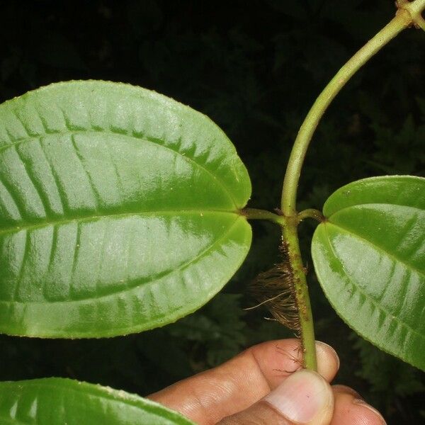 Lacmellea Panamensis Care Guide: Water, Soil & Propagation - Plantiary