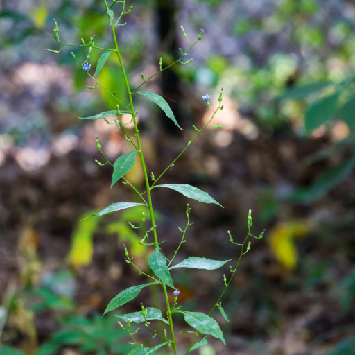 Tall Blue Lettuce (Lactuca Biennis) Plant Care & How to Grow, Water