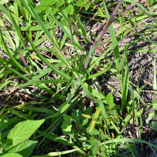 Grass-Leaf Lettuce (Lactuca Graminifolia) Plant Care & How to Grow, Water