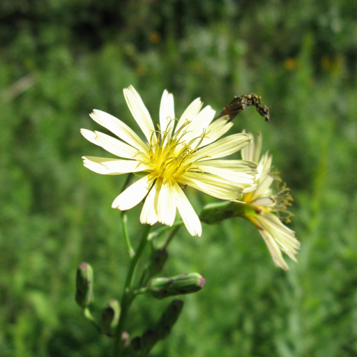 Indian Lettuce (Lactuca Indica) Plant Care & How to Grow, Water