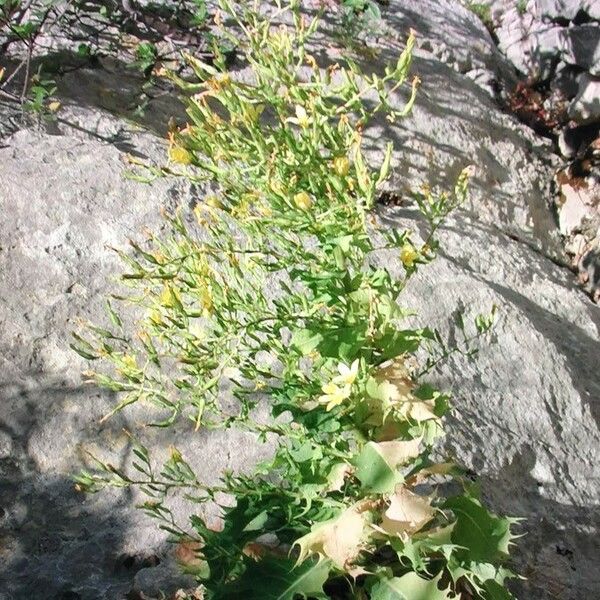 Lactuca Longidentata Plant Care & How to Grow, Water