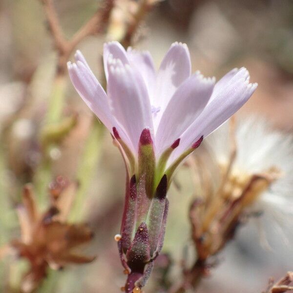 Lactuca Palmensis Plant Care & How to Grow, Water