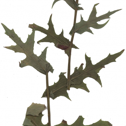 Wild Lettuce (Lactuca Quercina) Plant Care & How to Grow, Water